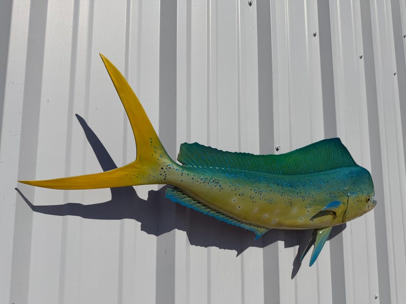Bull Dolphin (dorado, Mahi Mahi) Fish Mount - 36 Inches - Full Mount - Etsy