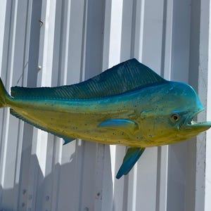 Bull Dolphin (dorado, Mahi Mahi) Fish Mount - 36 Inches - Full Mount - Etsy