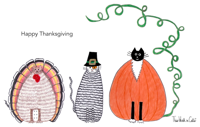 Cat Card - Happy Thanksgiving Funny Cats Three Cats Turkey Pilgrim ...