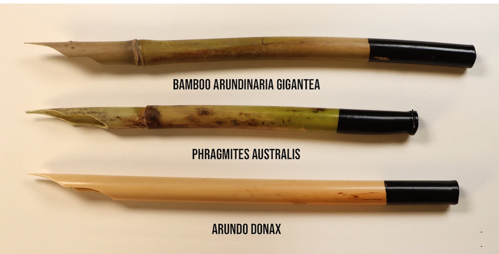 Reed Pens Master3 Phragmites Australis, Arundo Donax, and Bamboo ...