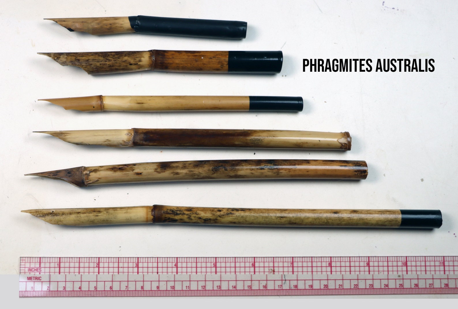 Reed Pens Master3 Phragmites Australis, Arundo Donax, and Bamboo ...