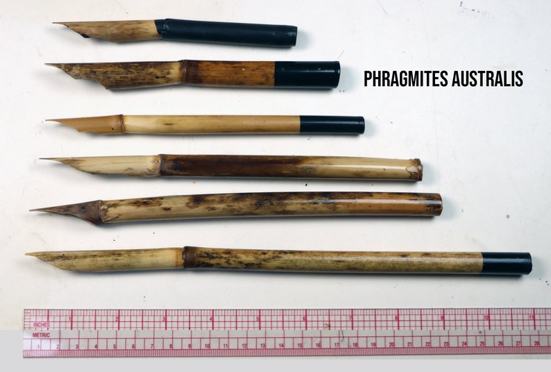 Reed Pens Master3 Phragmites Australis, Arundo Donax, and Bamboo ...