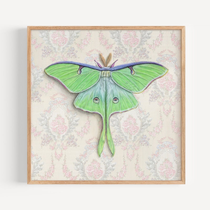 Luna Moth Art - Etsy