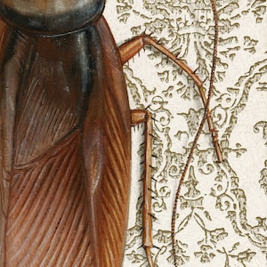 Cockroach - Art Print | Art Nouveau Wallpaper, Home Decor, Roach ...