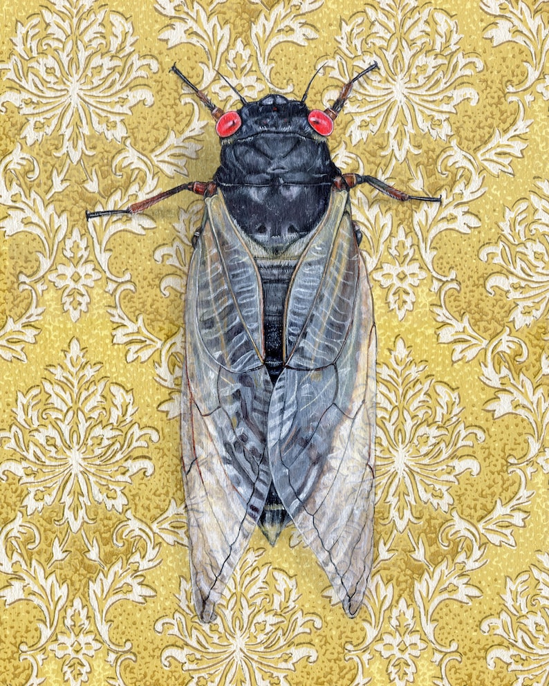 17 Year Cicada Art Print Realistic Oil Painting - Etsy