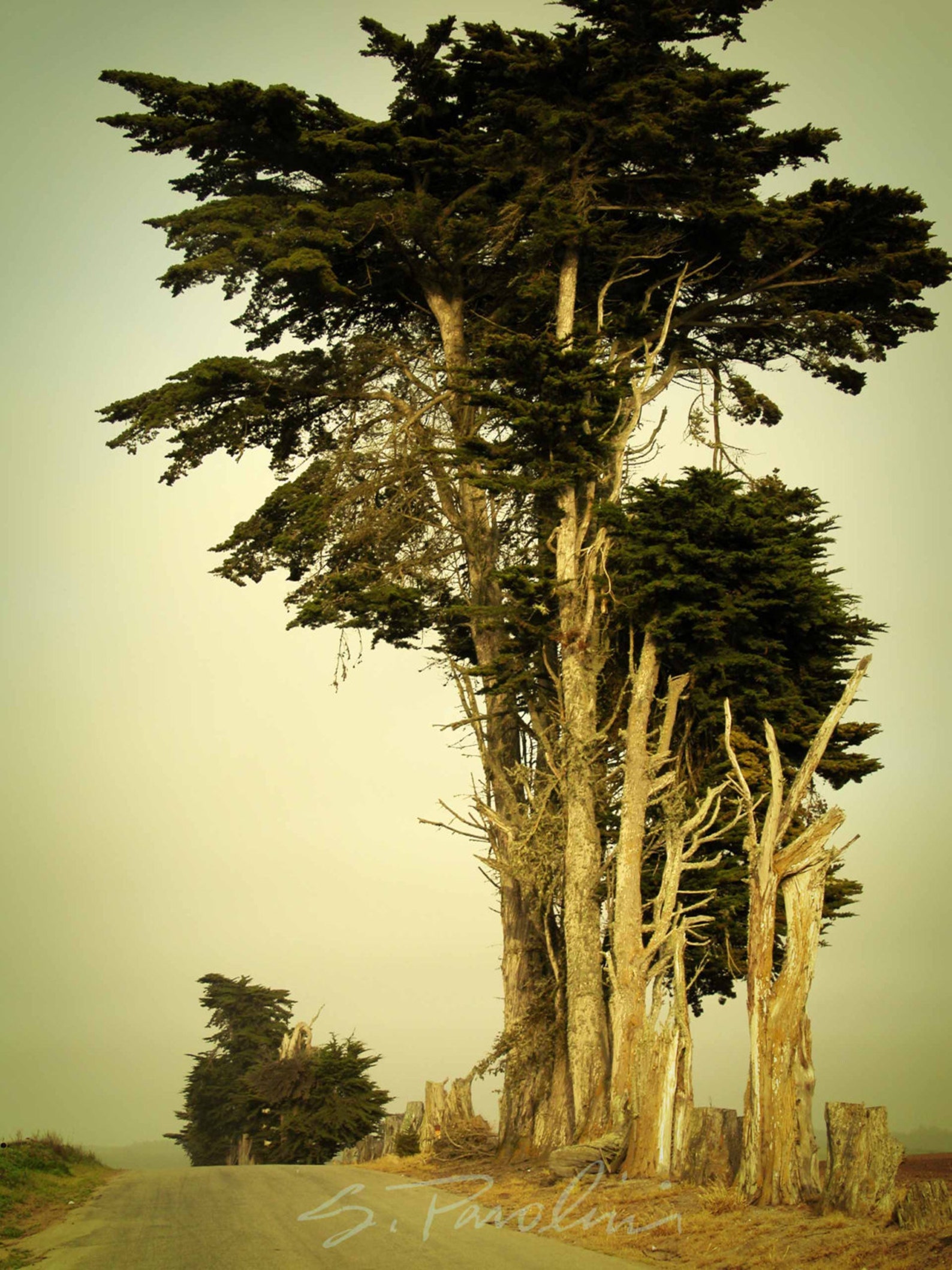 California Cypress, Digital Photograph, Landscape Photography, Tree - Etsy