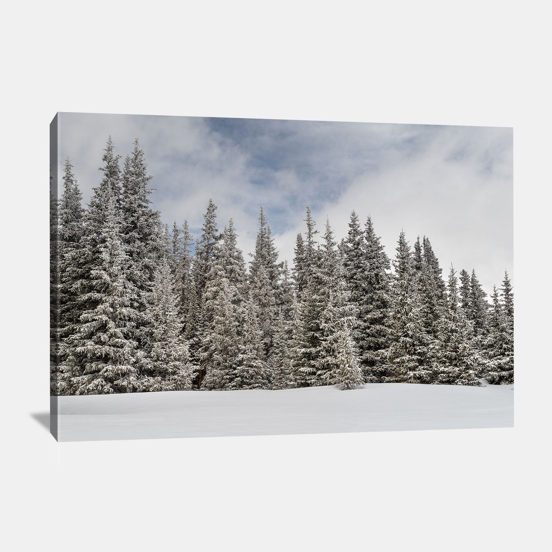 Pine Tree Picture, Colorado Photography, Tree Canvas Wall Art, Log ...