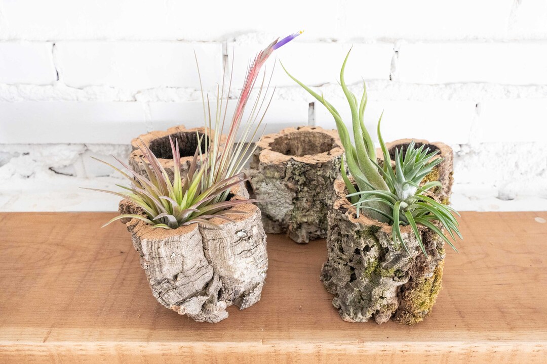 Natural Cork Bark Planters | Multiple Tillandsia Air Plant Options ...