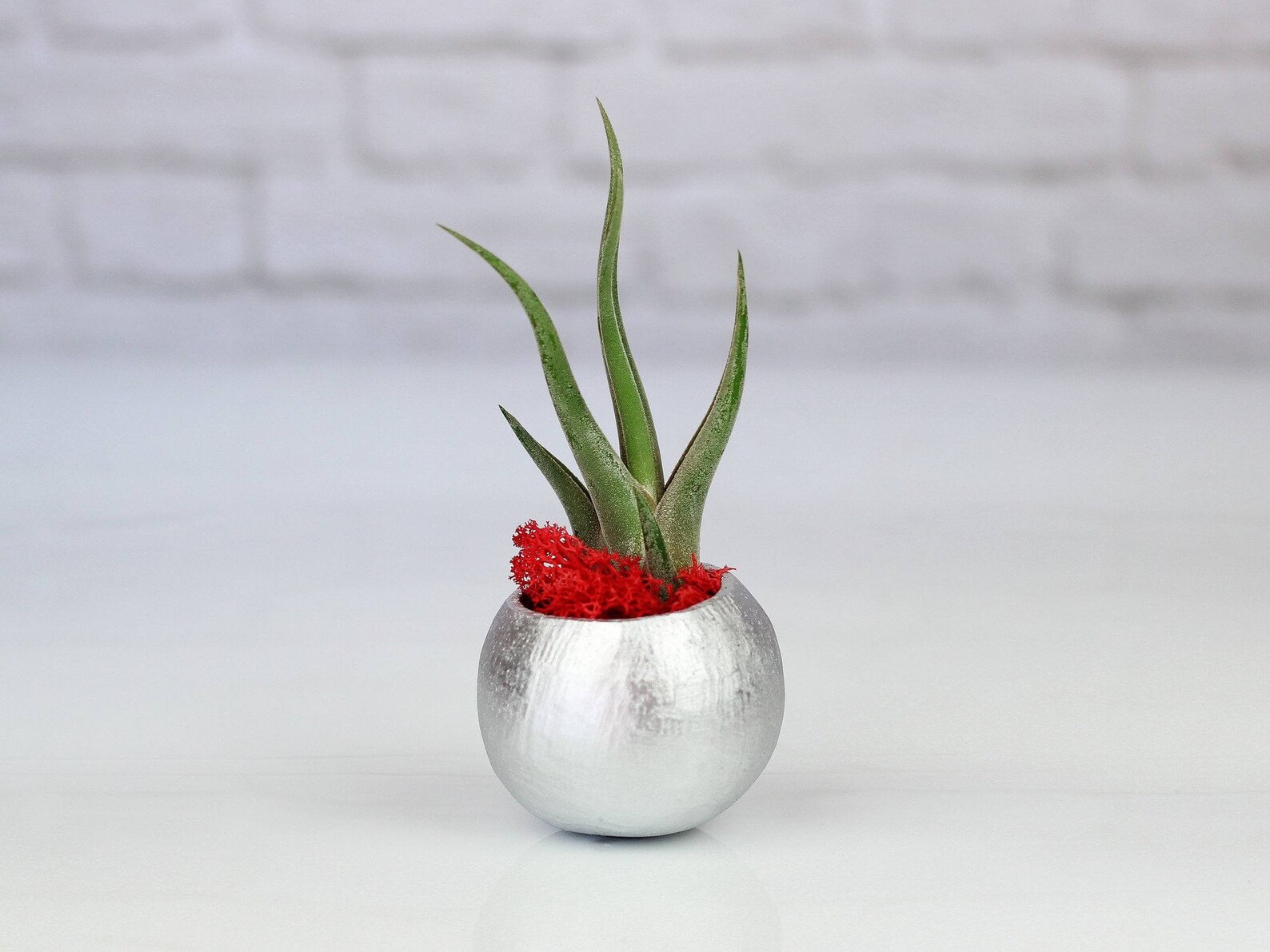 Metallic Silver Seed Pod With Assorted Tillandsia Air Plant - Etsy