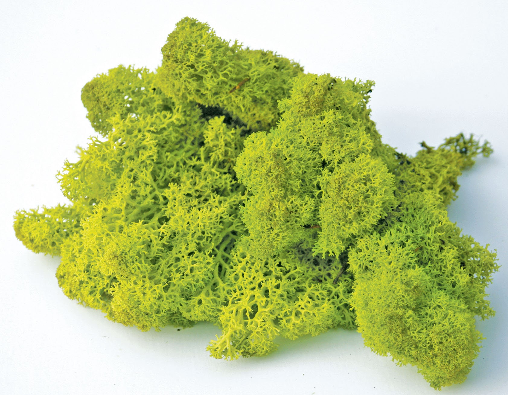 Green Reindeer Moss for Terrariums - 1 to 3 Cups - Etsy