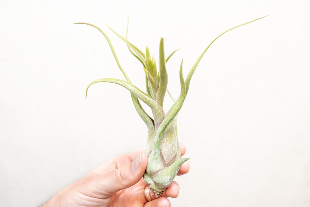 Tillandsia Caput Medusae Air Plant - Bulk Buying Option Available ...