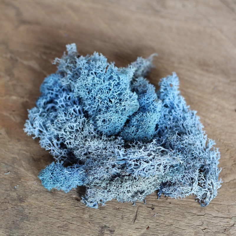 Blue Moss - Etsy