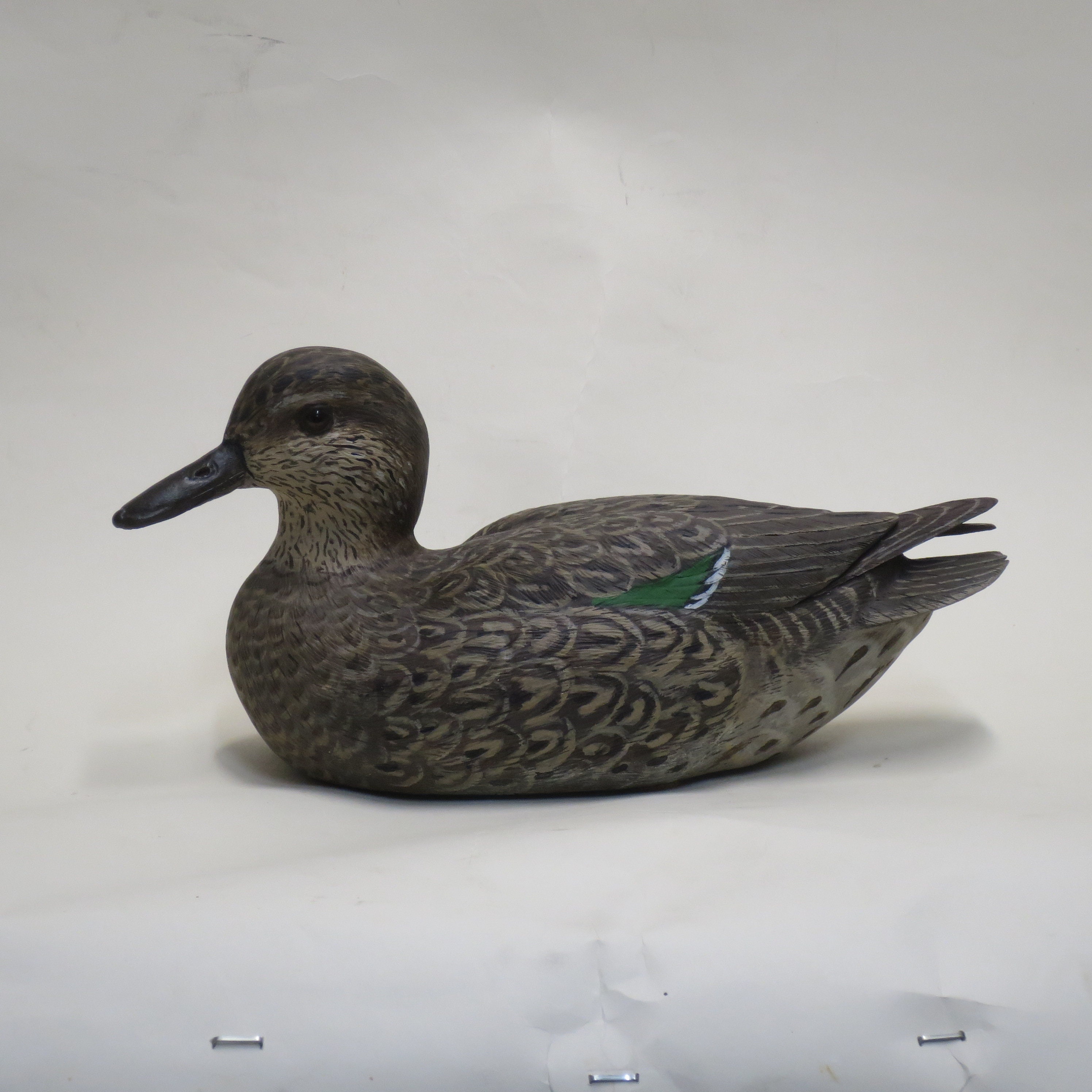 Hen Blue Winged Teal
