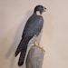 Peregrine Falcon - Etsy