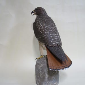 Red-tailed Hawk - Etsy