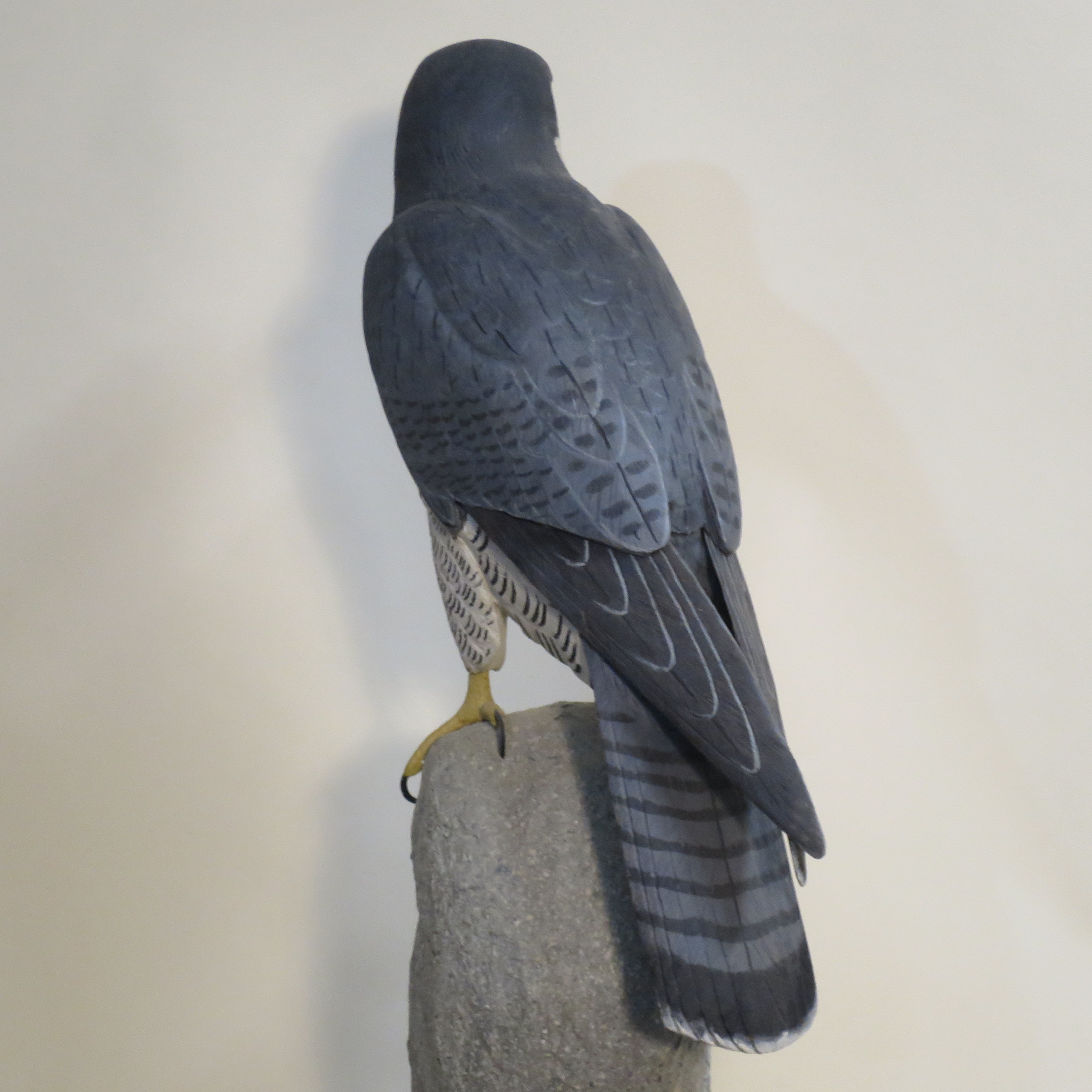 Peregrine Falcon - Etsy