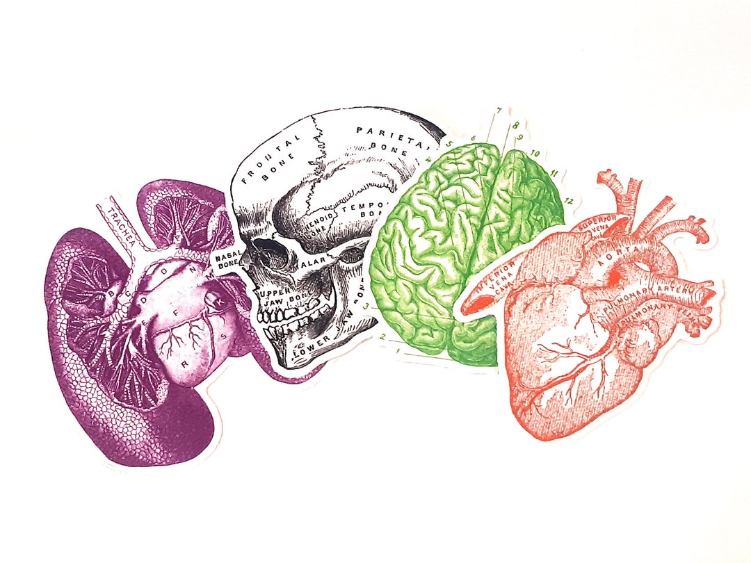 Anatomy Sticker Pack, Glossy Vinyl Decal, Human Anatomy, Brain, Skull ...