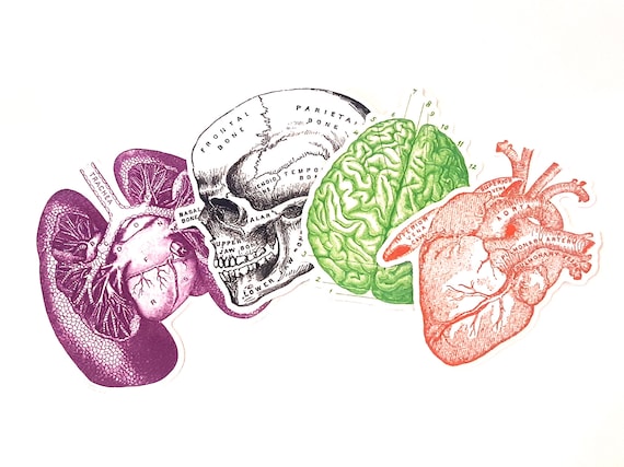Anatomy Sticker Pack Glossy Vinyl Decal Human Anatomy - Etsy