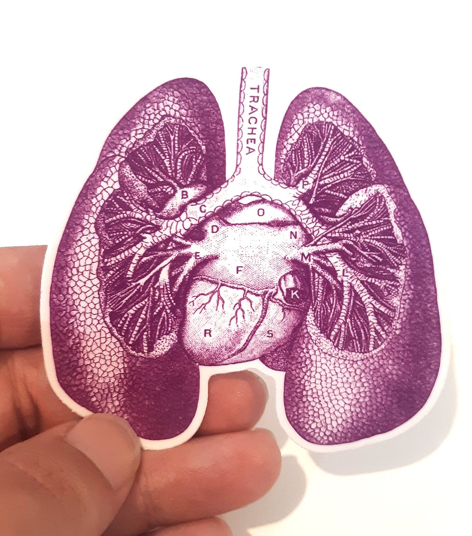 Anatomy Sticker Pack Medical Brain Car Laptop Lungs Skull Glossy Vinyl ...