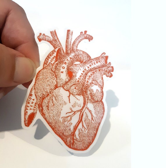 Anatomy Sticker Pack Medical Brain Car Laptop Lungs Skull Glossy Vinyl ...