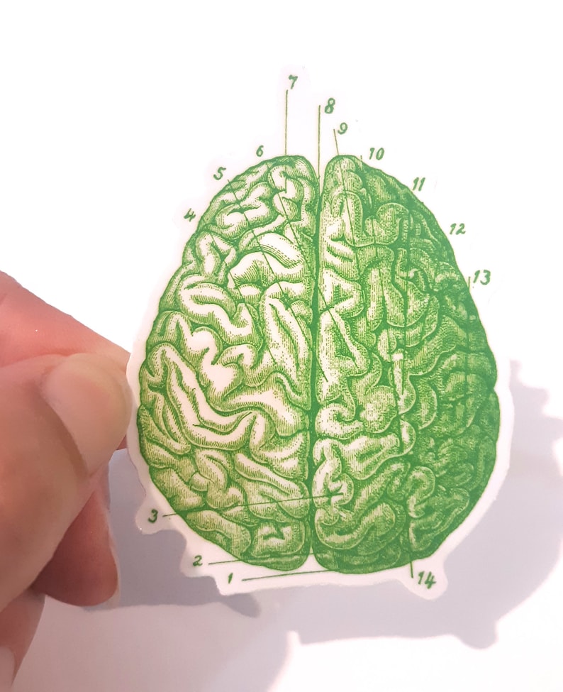 Anatomy Sticker Pack Glossy Vinyl Decal Human Anatomy - Etsy