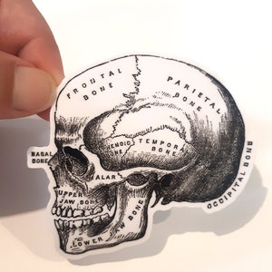 Anatomy Sticker Pack, Glossy Vinyl Decal, Human Anatomy, Brain, Skull ...
