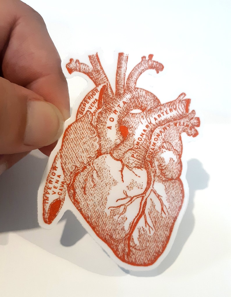 Anatomy Sticker Pack Glossy Vinyl Decal Human Anatomy - Etsy