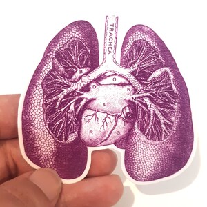 Anatomy Sticker Pack, Glossy Vinyl Decal, Human Anatomy, Brain, Skull ...