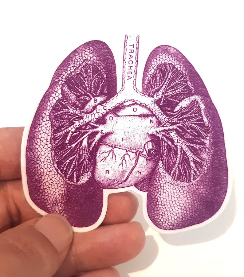 Anatomy Sticker Pack Glossy Vinyl Decal Human Anatomy - Etsy