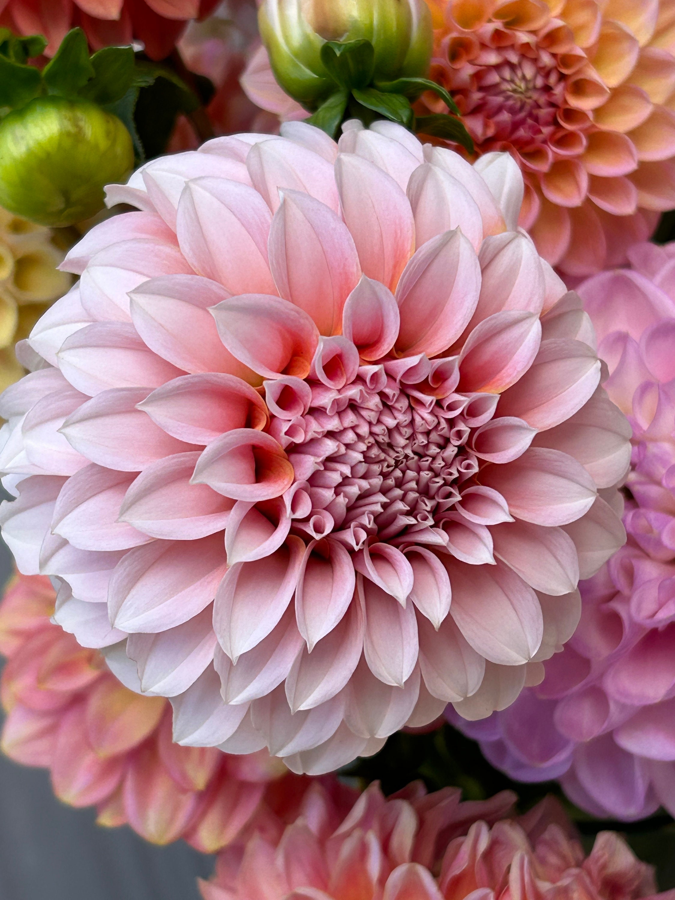 Peaches N Cream Dahlia Tuber - Etsy