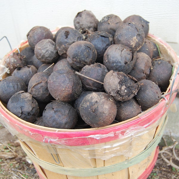 Black Walnut Shells - Etsy