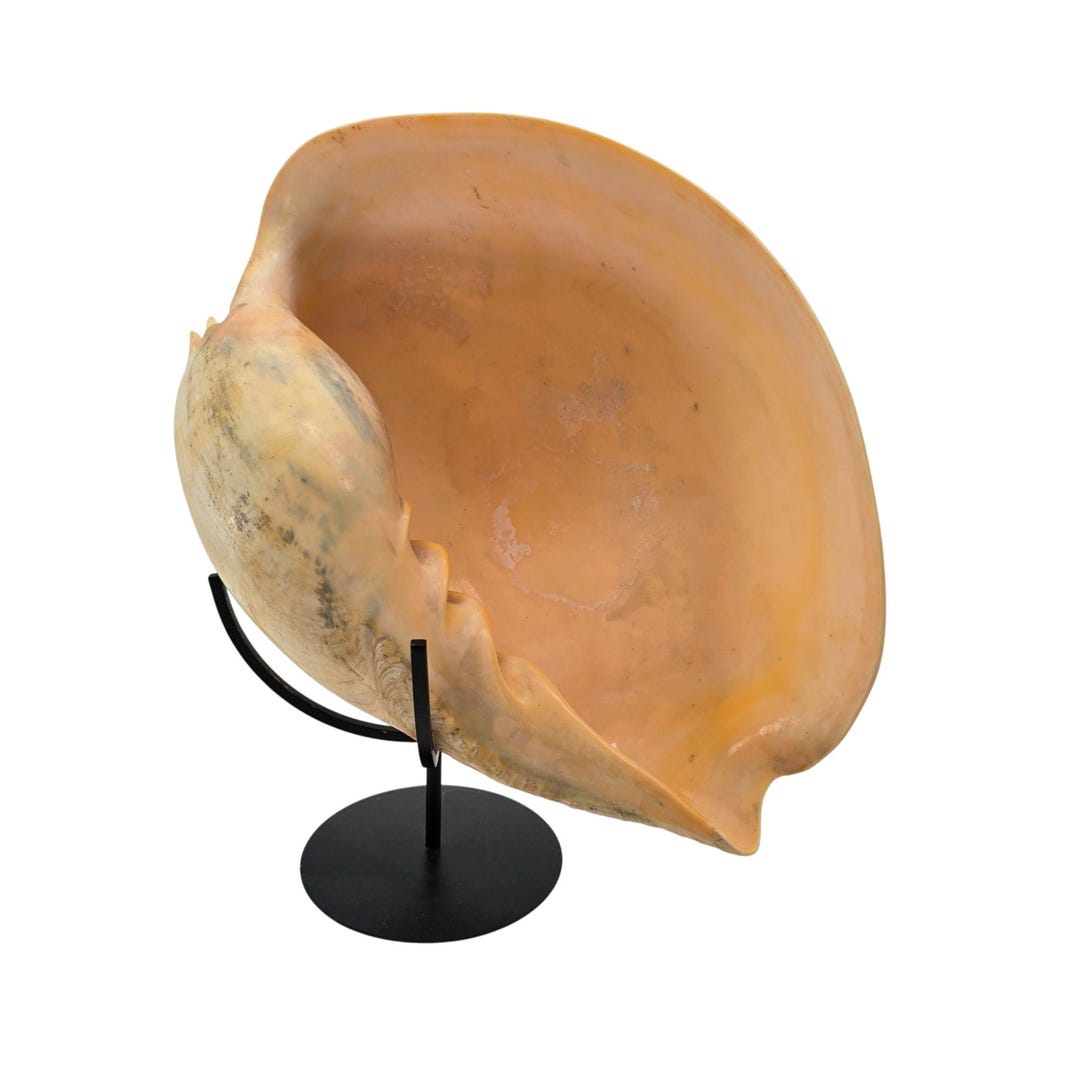 Large Shell Natural Touna Olearium Tun Decorative Accent Piece With ...