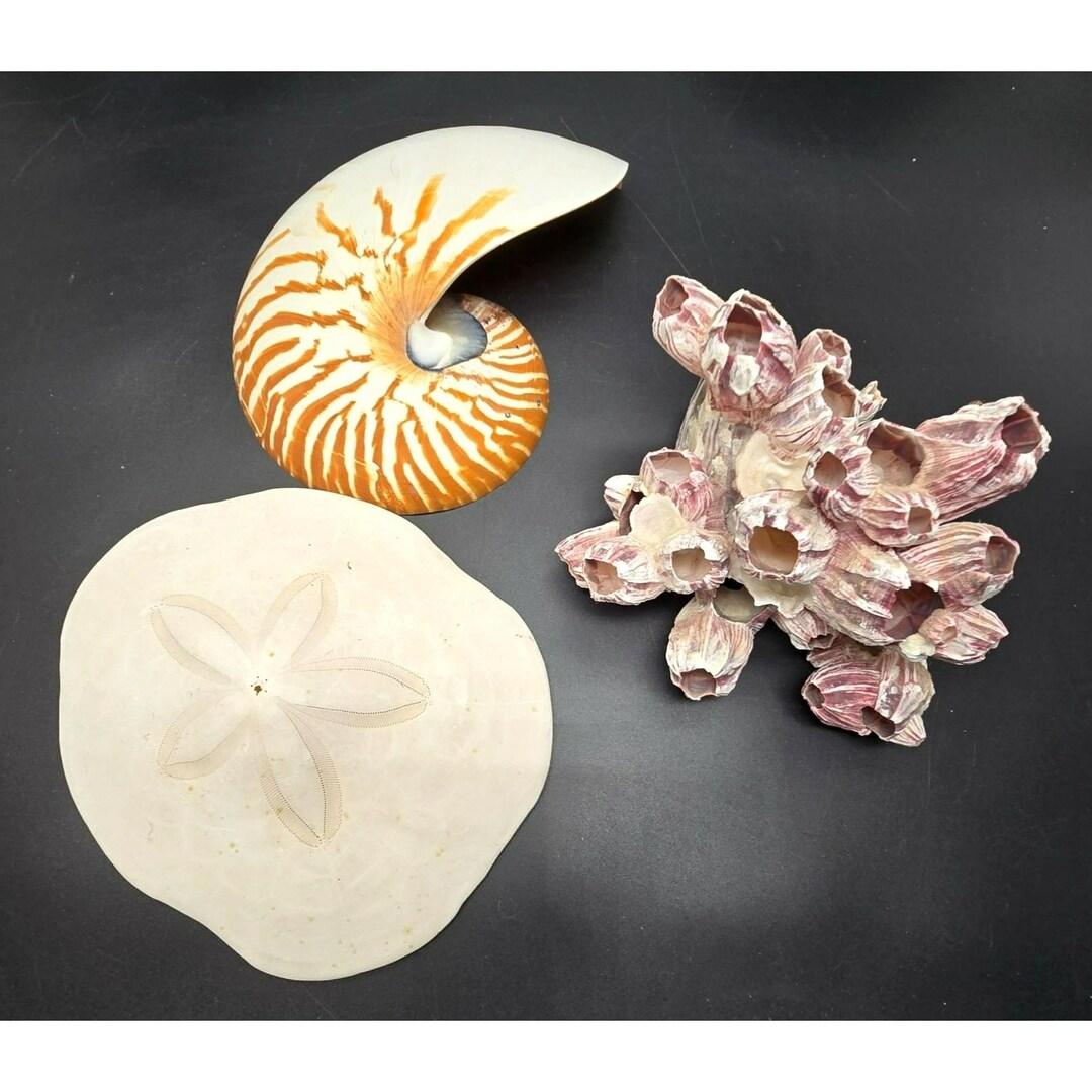 Nautilus Shell Sand Dollar & Barnacle Cluster Decorative Seashell Set ...