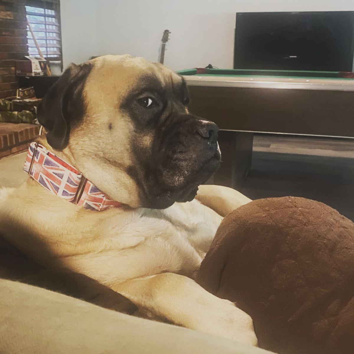 Union Jack CANVAS Dog Collar (martingale, Buckle or Tag) - Etsy