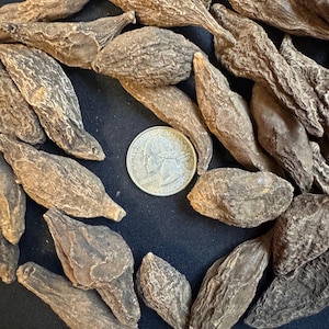 High John the Conqueror Root | Conjure | Hoodoo - Etsy