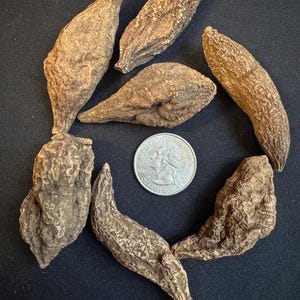 High John the Conqueror Root | Conjure | Hoodoo - Etsy