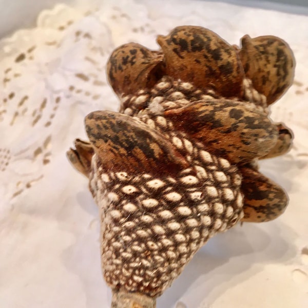 Unusual Seed Pods - Etsy