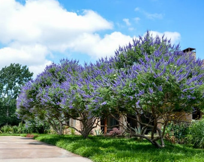 Purple Flowering Vitex, Chaste, Texas Lilac Trees or Bushes - Etsy