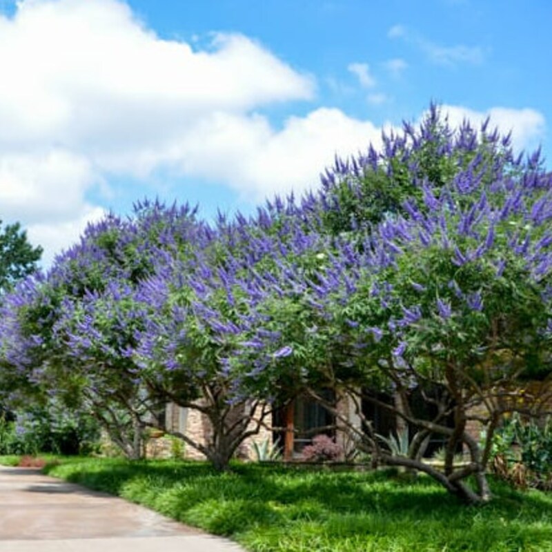 Vitex Tree - Etsy