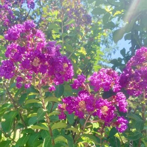 Purple Twilight Flowering Crape Myrtle Trees - Etsy