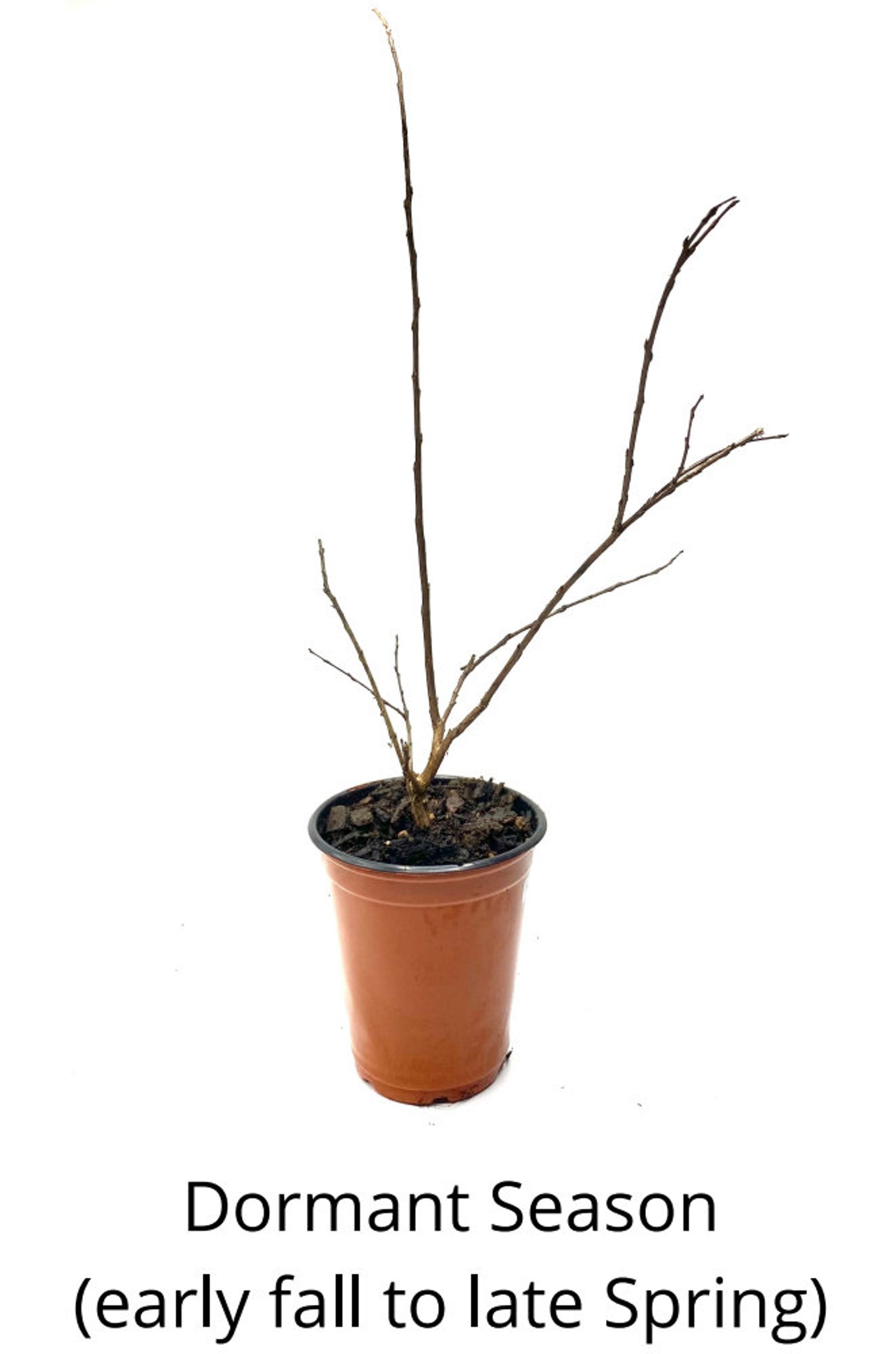 Acoma Crape Myrtle Trees - Spectacular White Blooms - Spring to Fall - Etsy