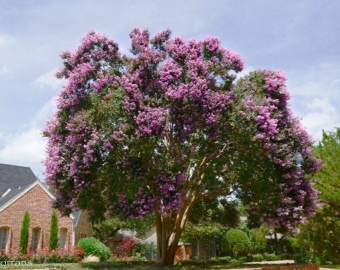 Twilight Crape Myrtle Plant - Etsy