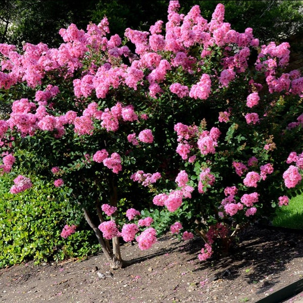 Dwarf Crape Myrtle - Etsy