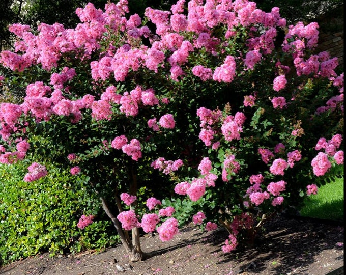Dazzle Me Pink Crape Myrtle Plants - Etsy