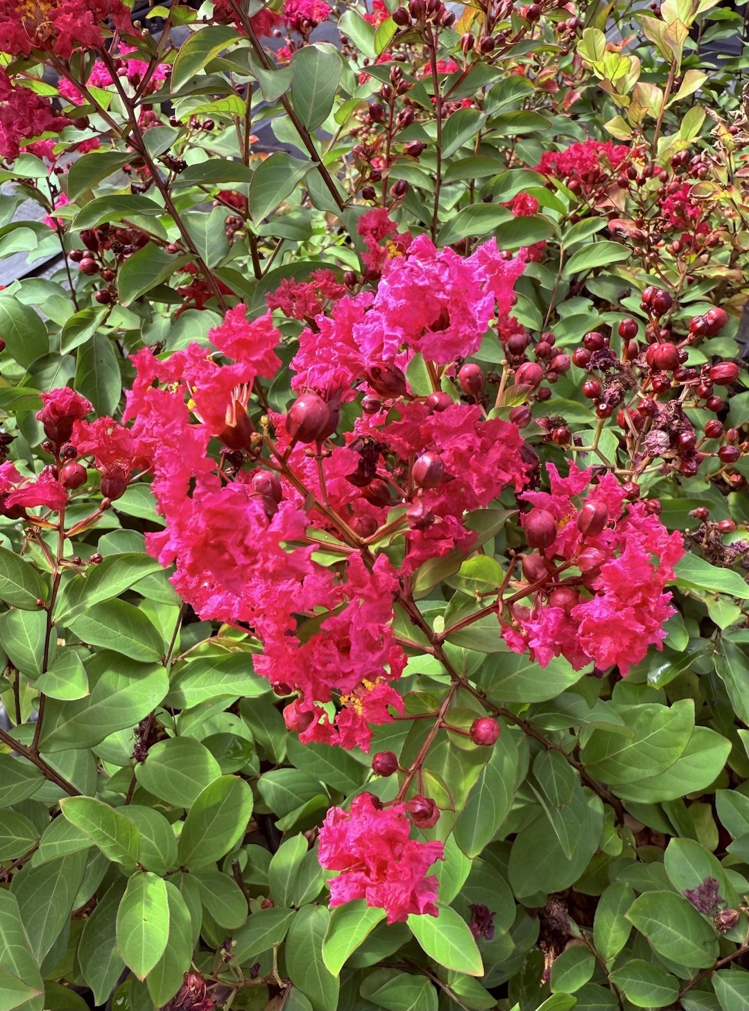 Victor Crape Myrtle Trees - Spectacular Hot Pink/watermelon Red Blooms ...