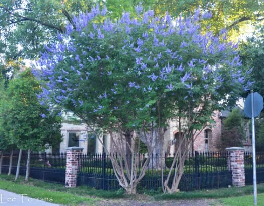 Purple Flowering Vitex Chaste Texas Lilac Trees or Bushes - Etsy.de