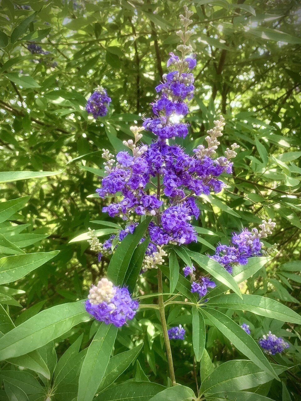 Purple Flowering Vitex Chaste Texas Lilac Trees or Bushes - Etsy.de