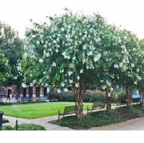 Acoma Crape Myrtle Trees - Spectacular White Blooms - Spring to Fall - Etsy