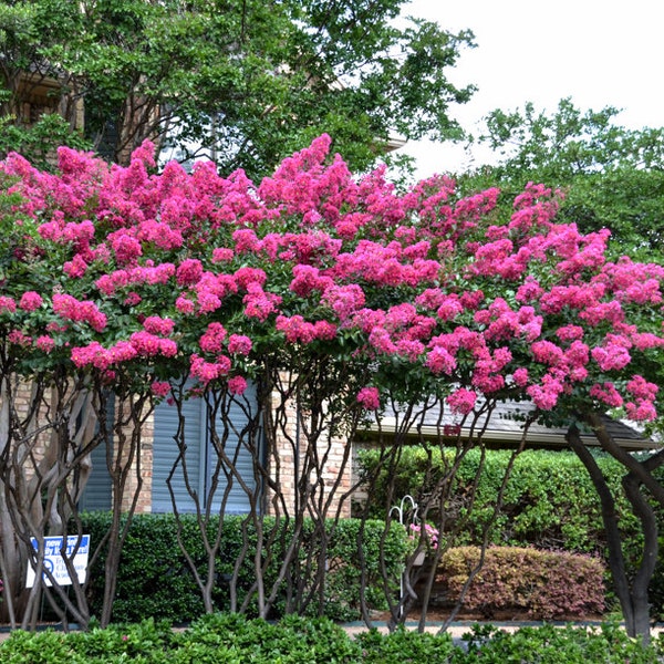 Dwarf Crape Myrtle - Etsy