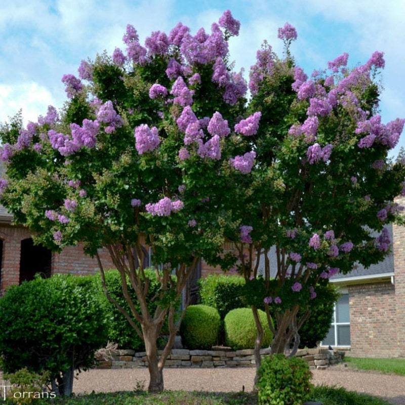 Dwarf Crape Myrtle - Etsy